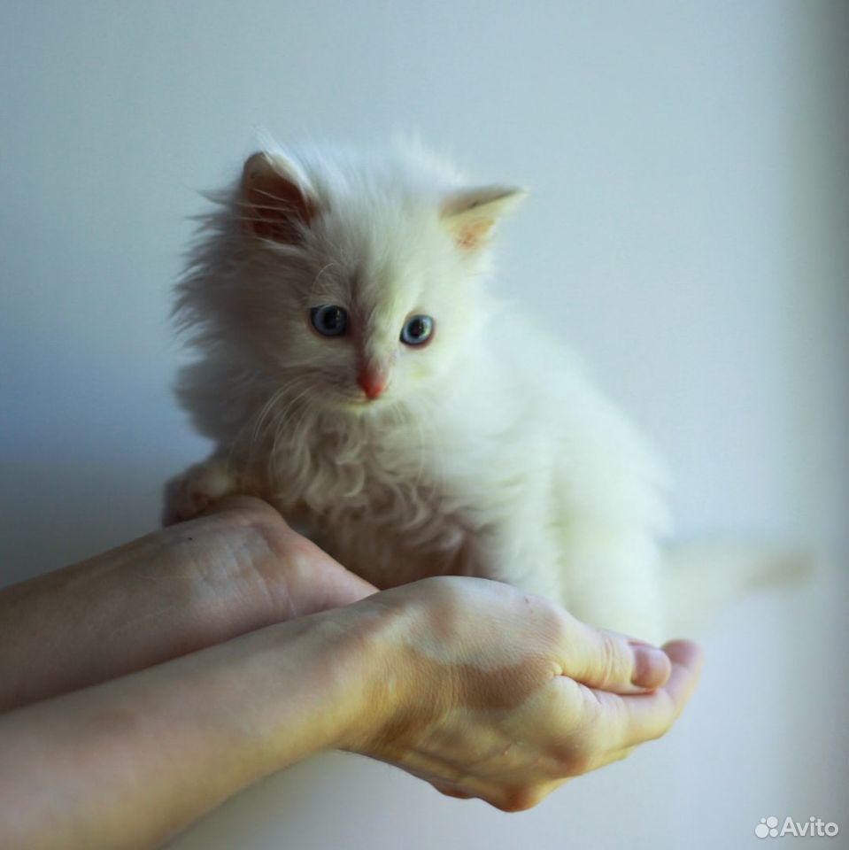 Маленькая ручная ласковая Мия 2 мес ищет дом