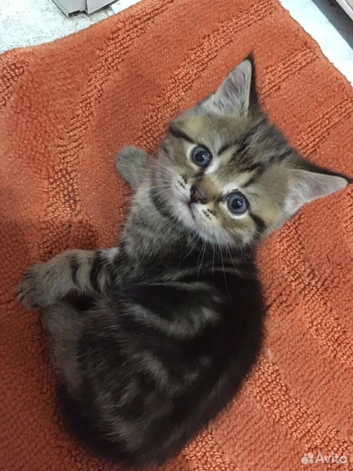 Шотландский котёнок (мальчик)