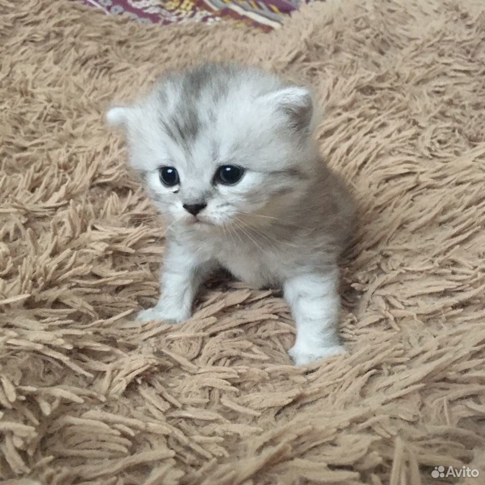 Малыши ищут себе заботливых хозяев