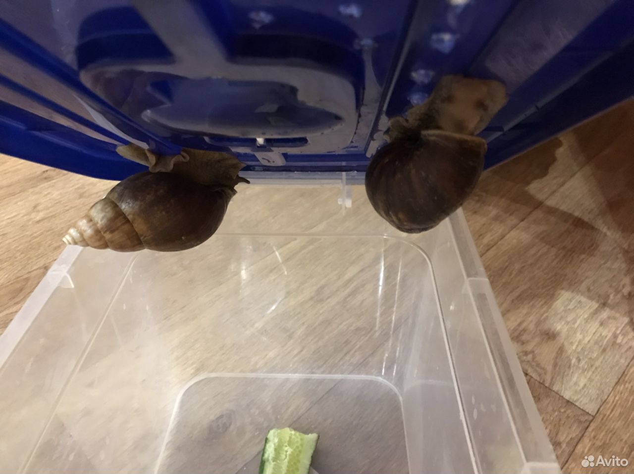 Улитки ахатинские