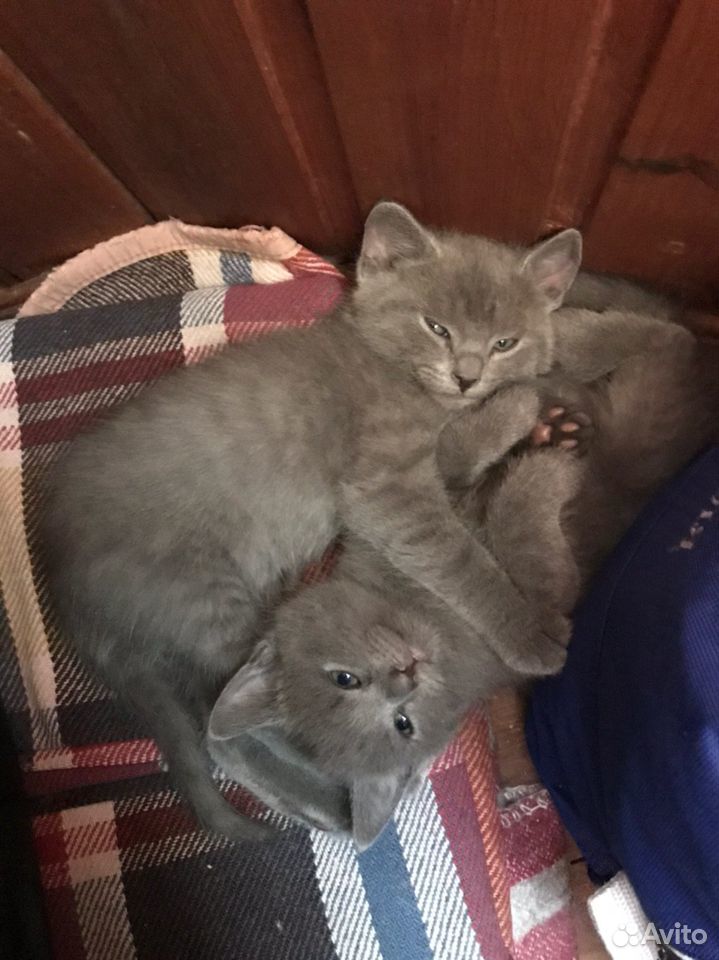 Котята шартрез (картезианская)