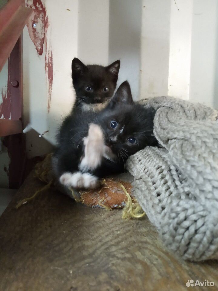 Котята даром