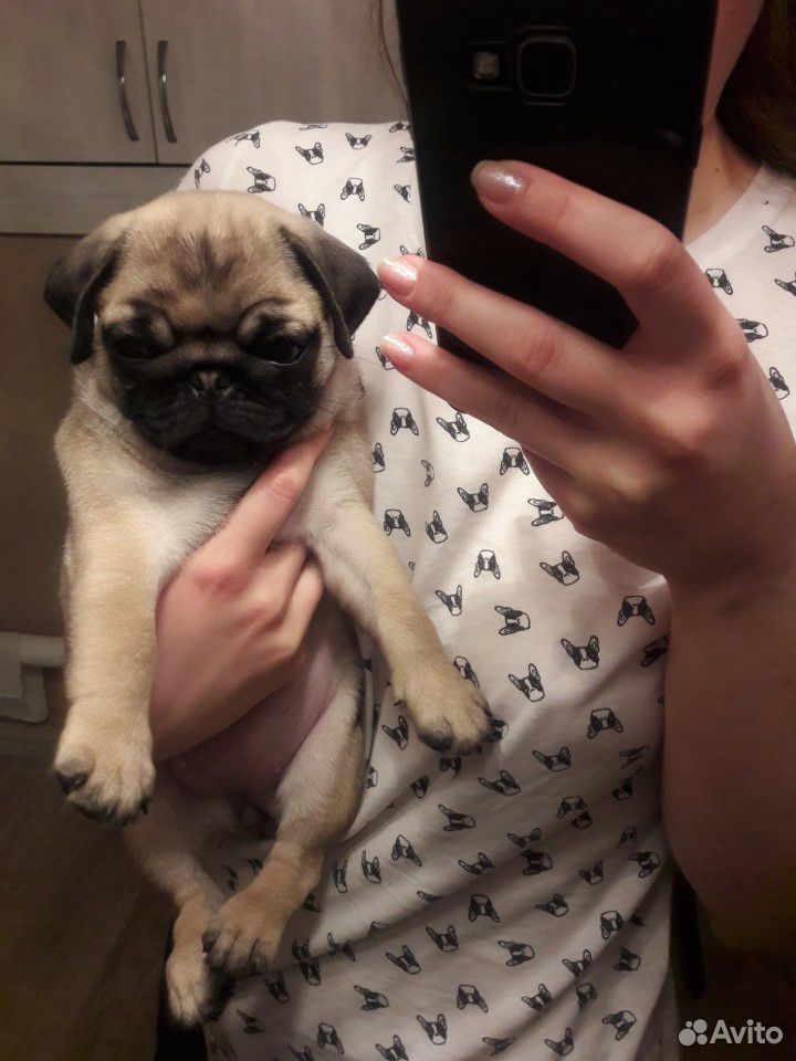 Мопс