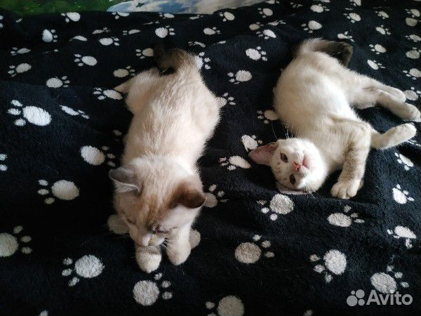 Две красавицы кошечки
