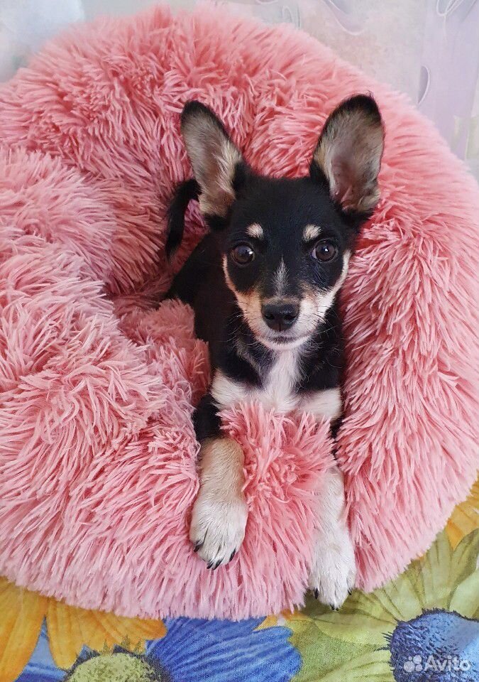 Рози ищет дом