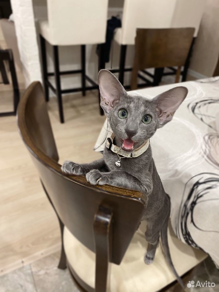 Кошечка ориенталочка приглашает на вязку