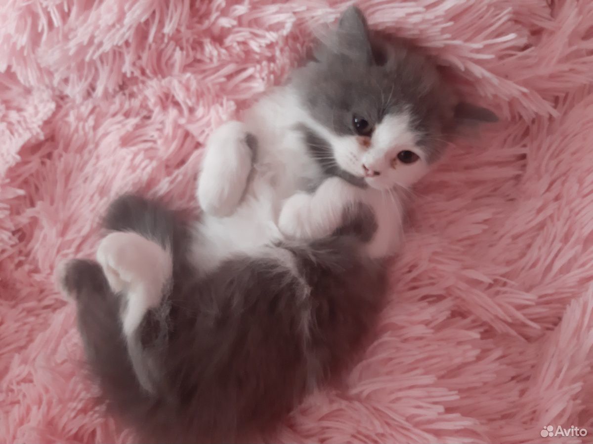 Персидский котенок