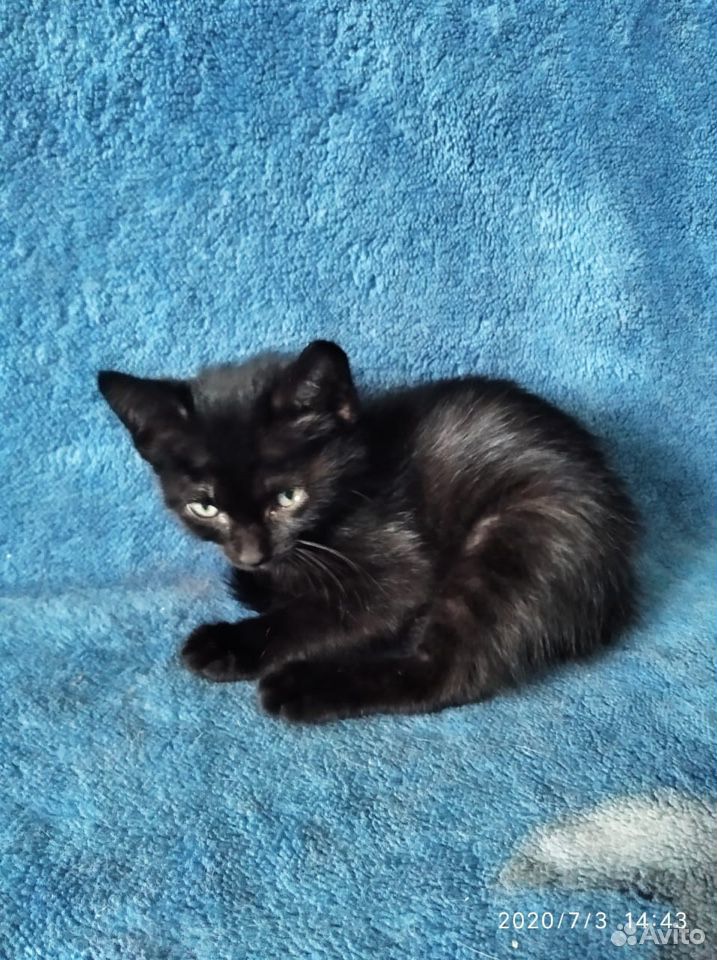 Очаровательный чёрный котёнок Марсик