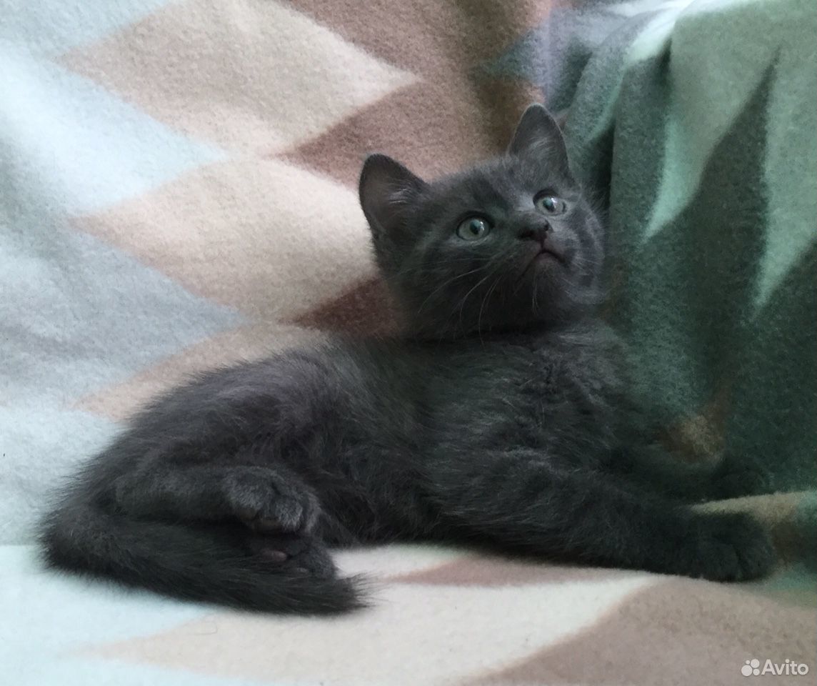 Отличный серый котёночек, 2 месяца