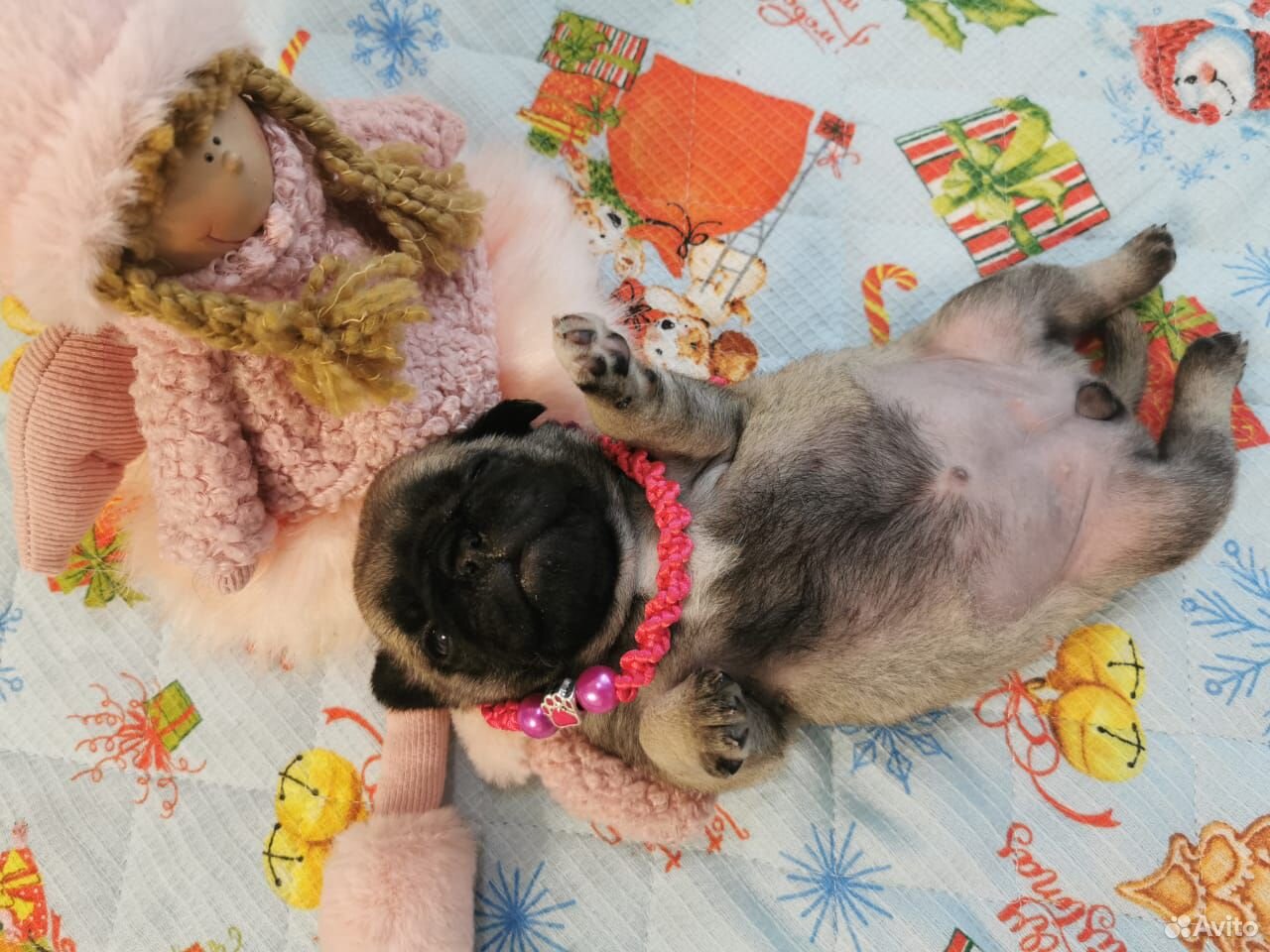 Продам очаровательных щенков мопса