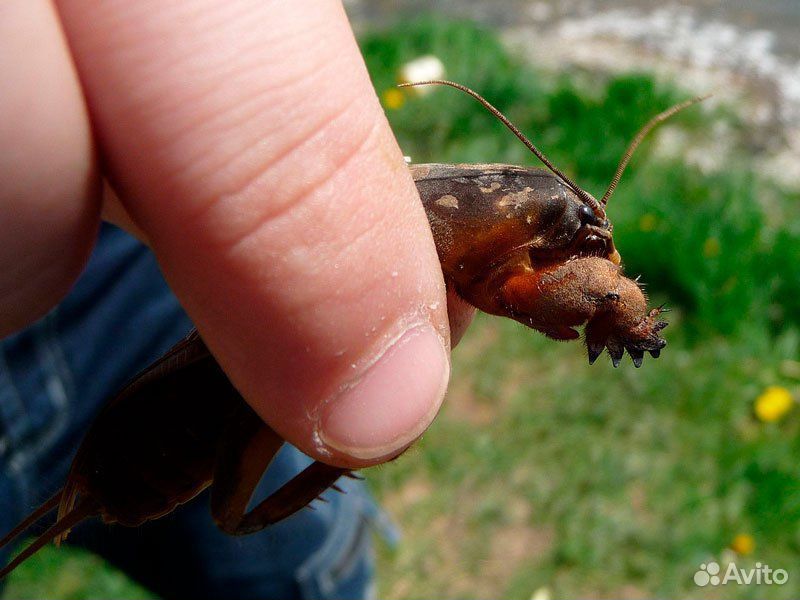 Щепкинская медведка