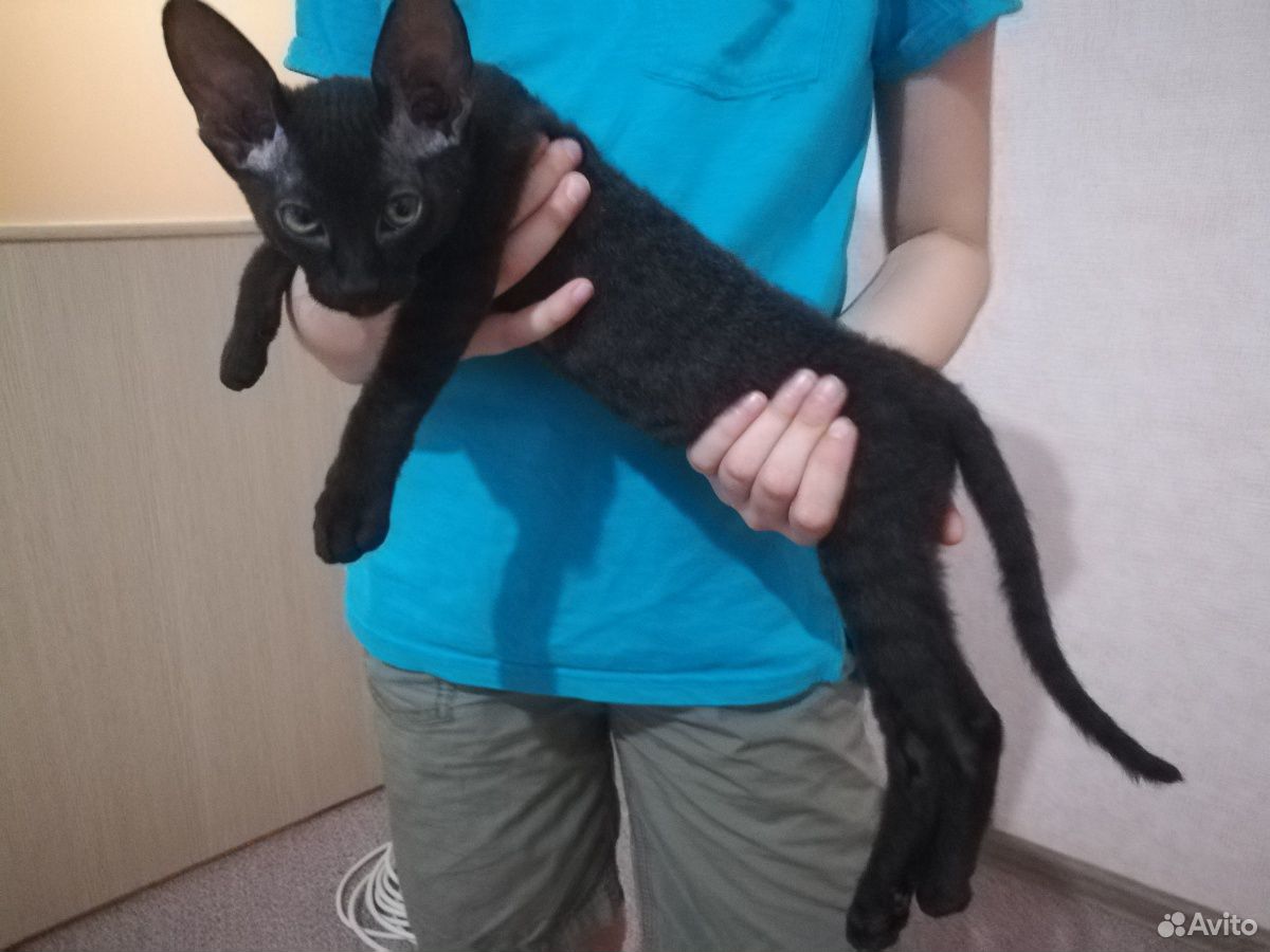 Петерболд