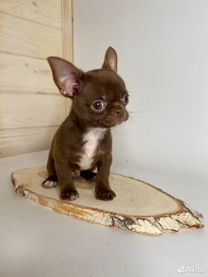 Шикарный мини мальчик чихуахуа