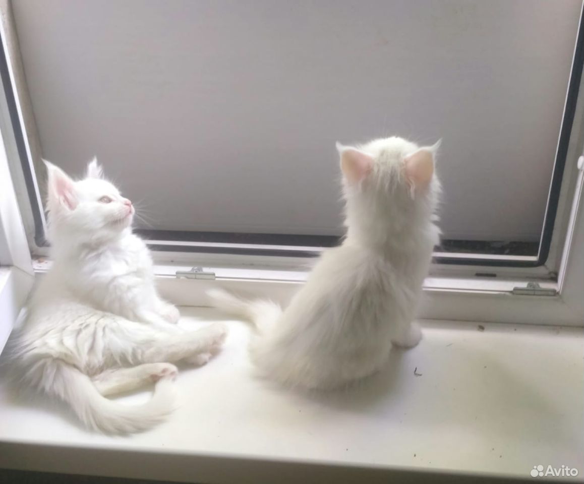 Котята Майе-Кун