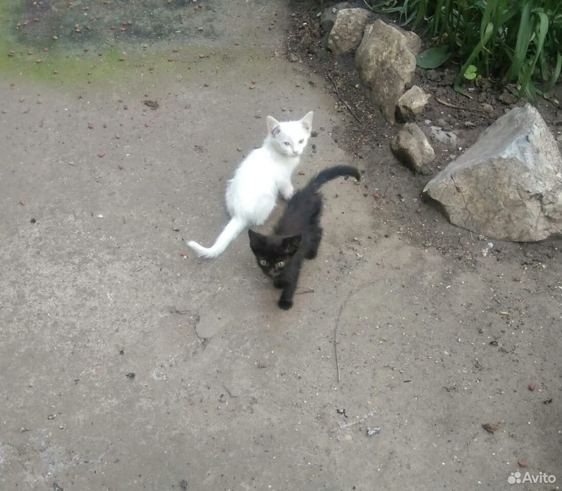 Котята День и Ночь