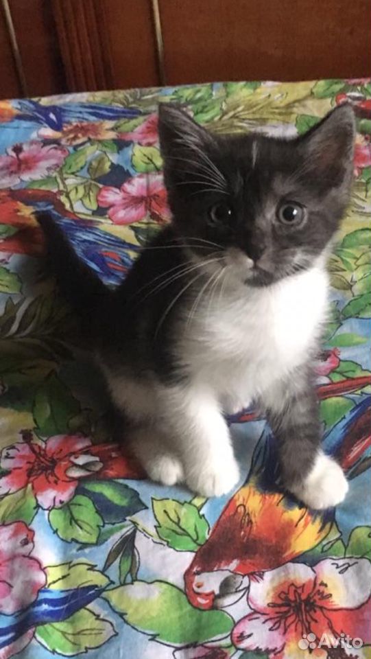 Котик