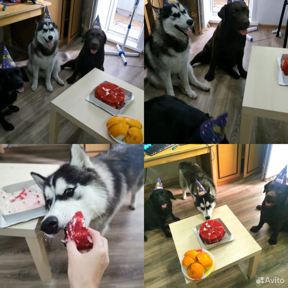 Лабрадор и Хаски