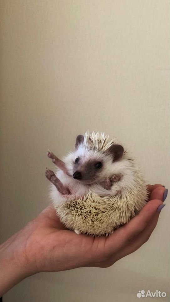Карликовый африканский декоративный ежик