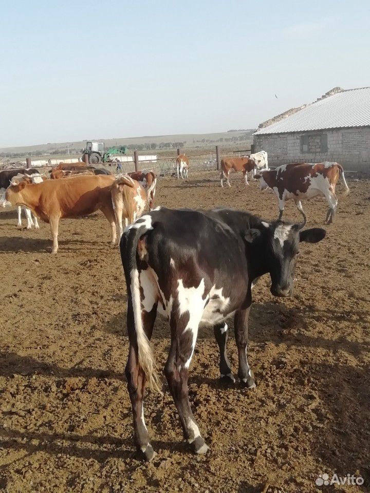 Тёлки не стельные