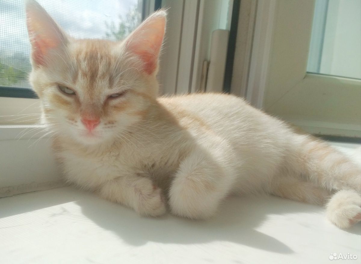 Маленькая жемчужина 1,5 месяца