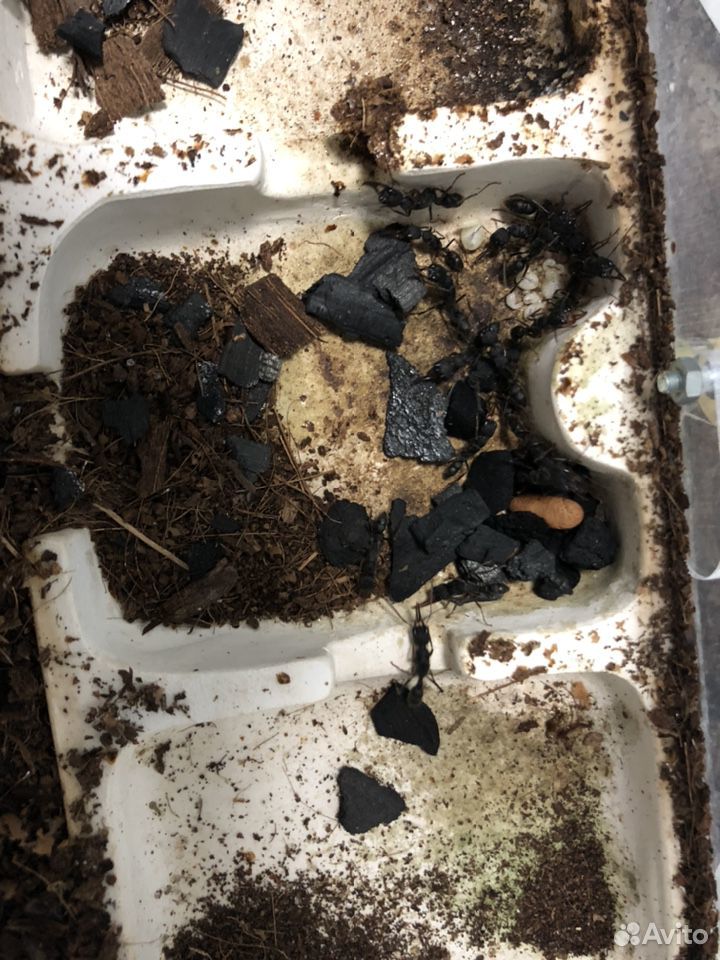 Harpegnathors Venator / Муравьи Венаторы