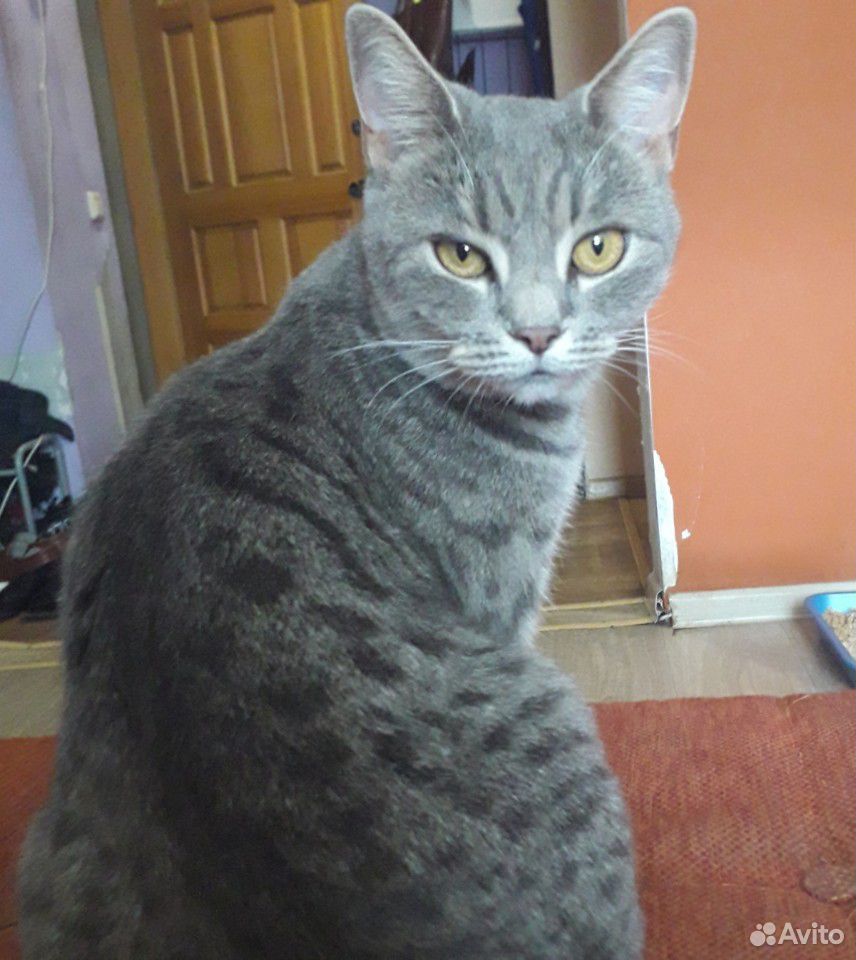 Найдена кошка