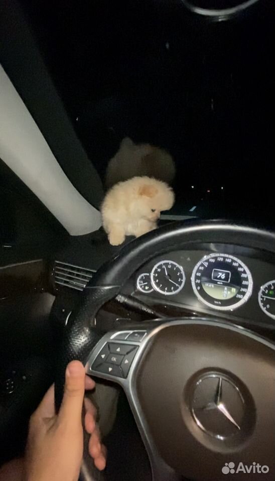 Мини мишка шпиц