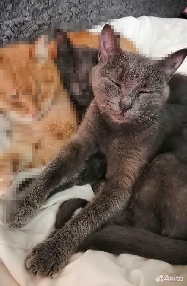 Потерялась кошечка Пеппа на Визе