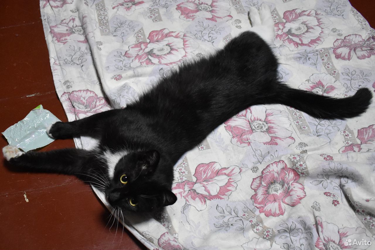 Брюс Беннер, кот