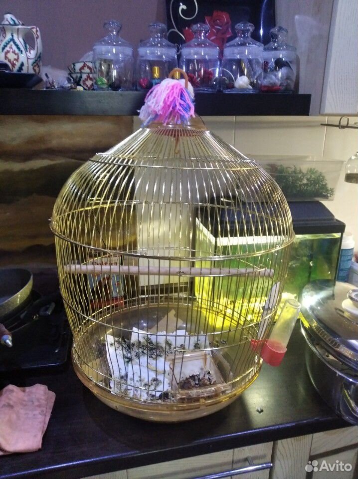 Говорящий попугай пирура