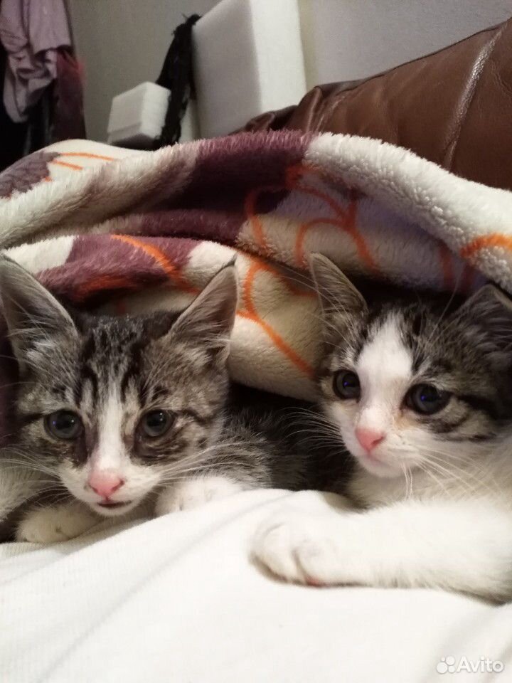 Котята
