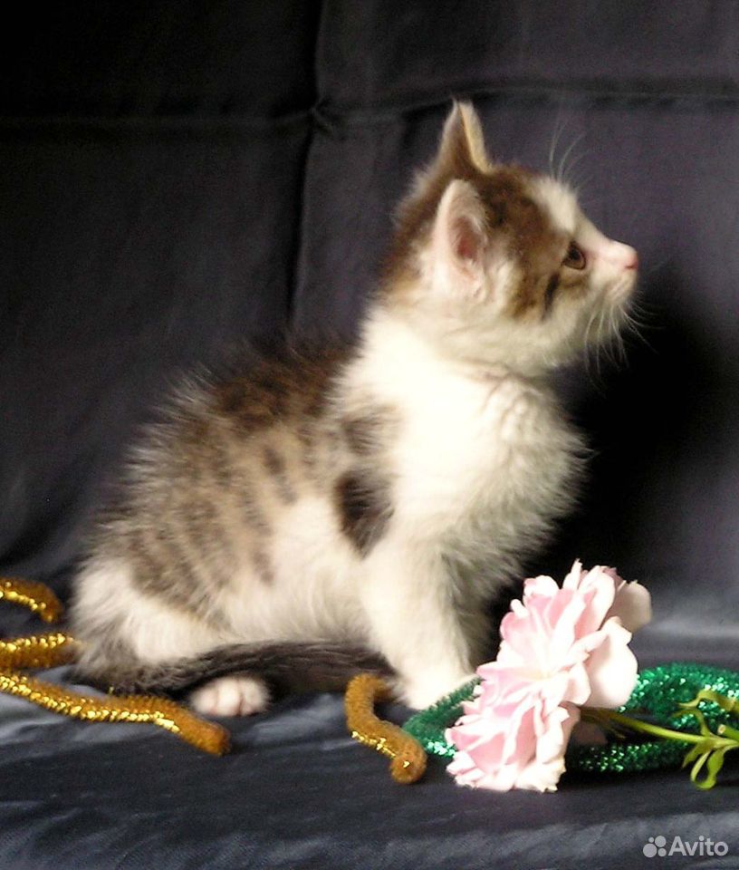 Котенок Сильвер ищет дом