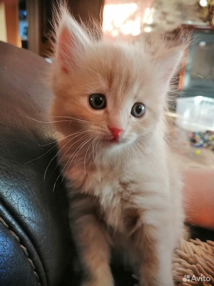 Очаровательный котёнок