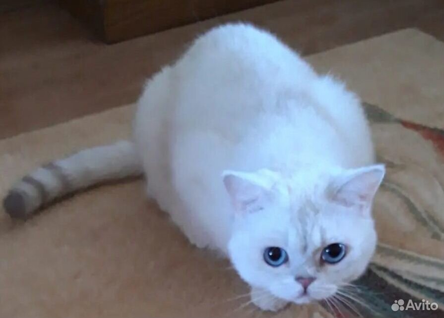 Кот на вязку
