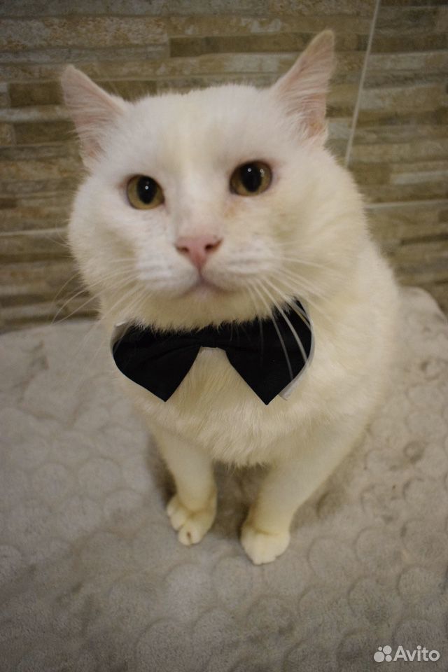 Кот Умка ищет дом