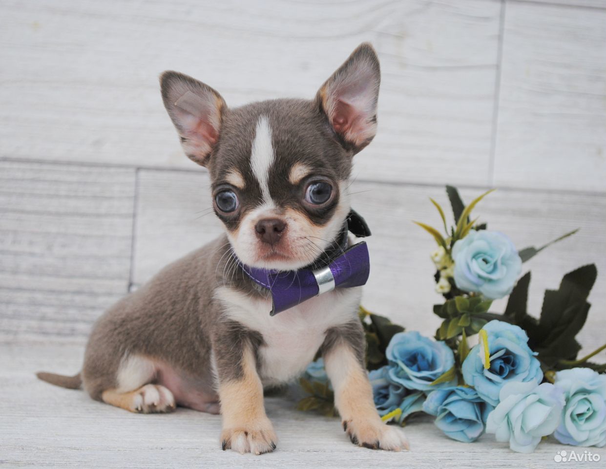 Лиловый чудо малыш