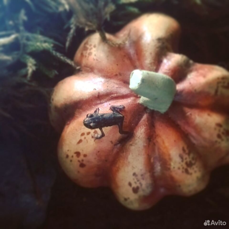 Жабы Bufo Bufo с террариумом