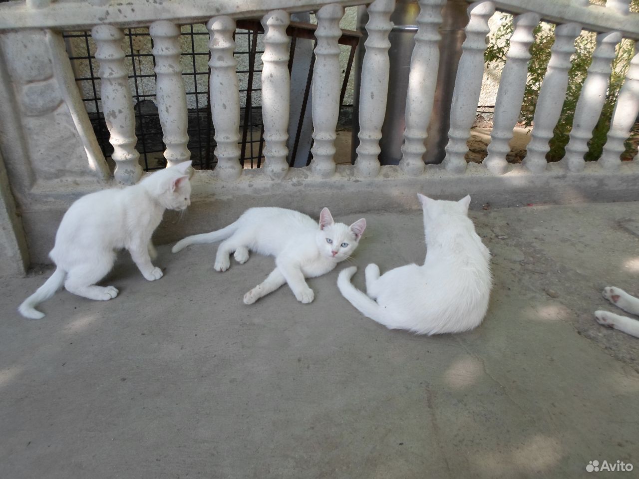 Белые трех месячные котята