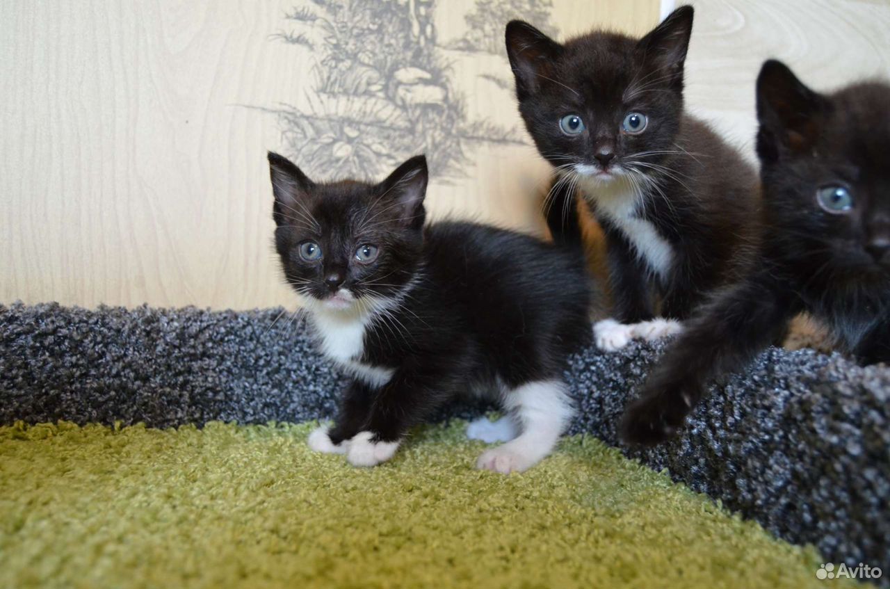 Отдам котят