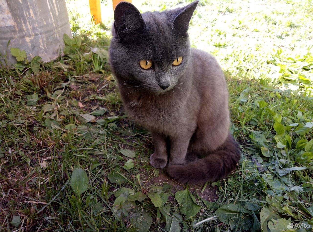 Очаровательный котик-потеряшка ищет маму и папу