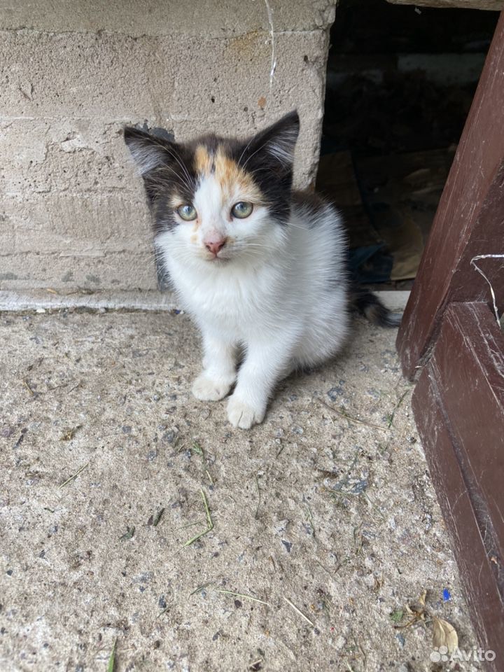 Кошка