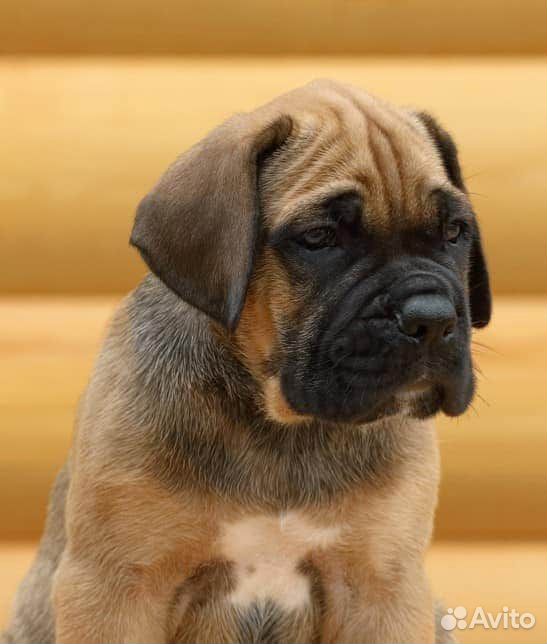 Кане Корсо рыжик