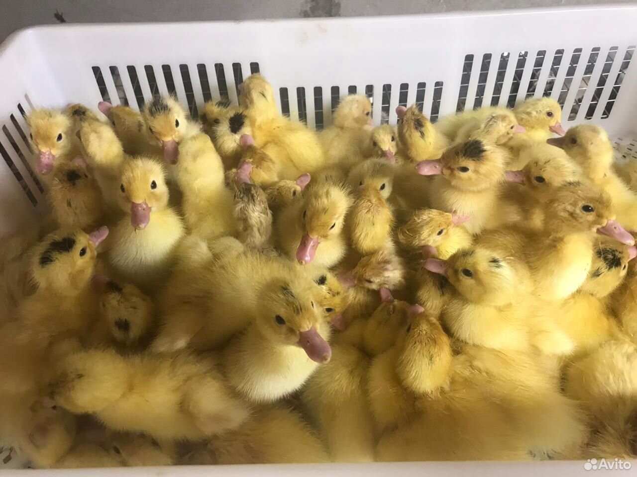 Мулард Орвия (Франция)