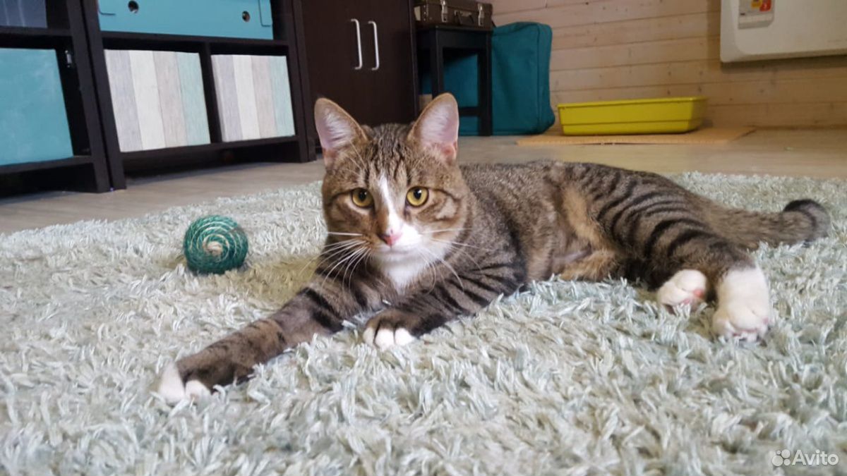 Кот Максик