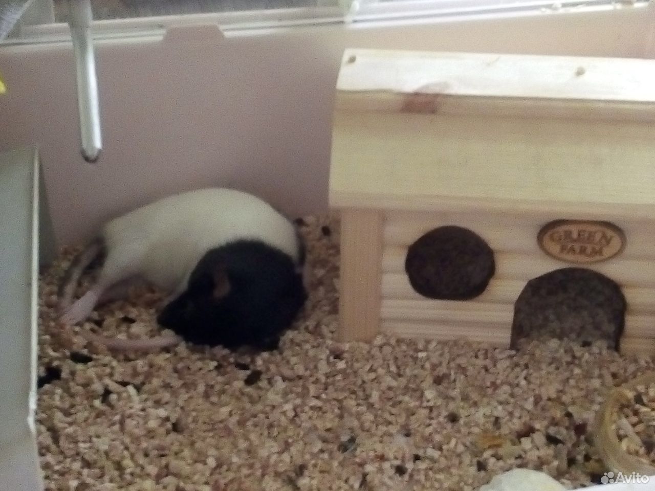 2 крыски с клеткой и игрушками