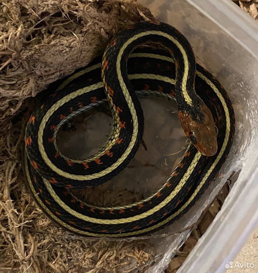 Подвязочная змея