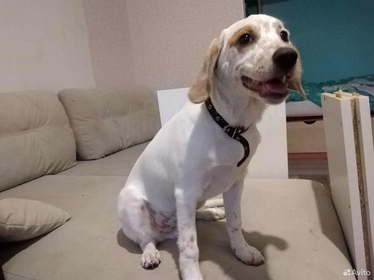 Русский спаниэль