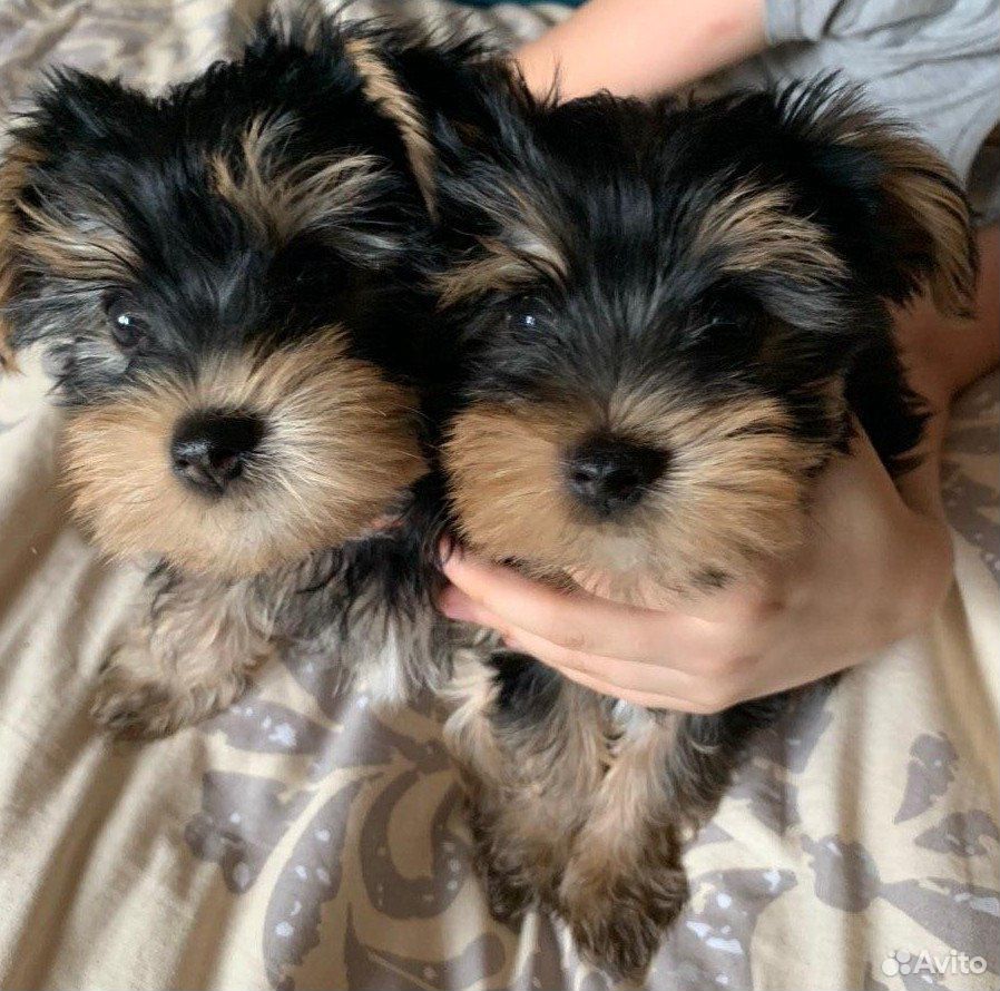 Продаются щенки Йоркширского терьера
