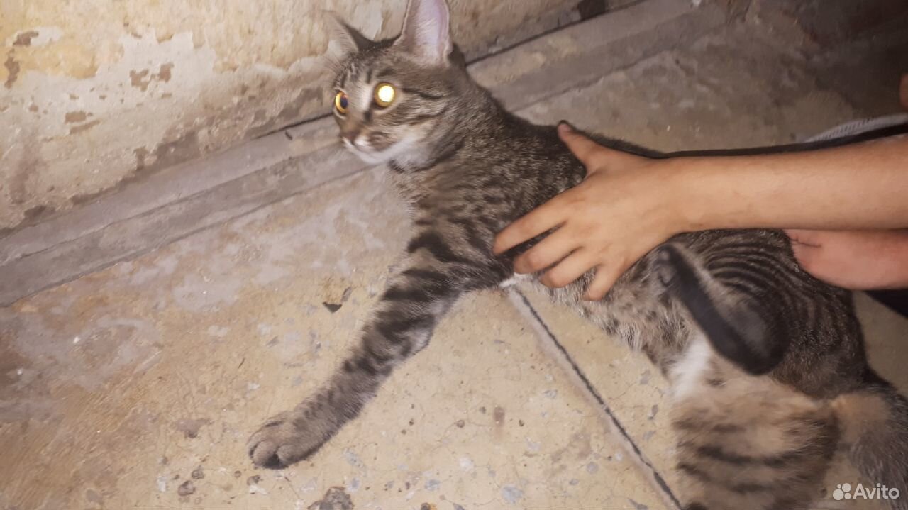 Кошка