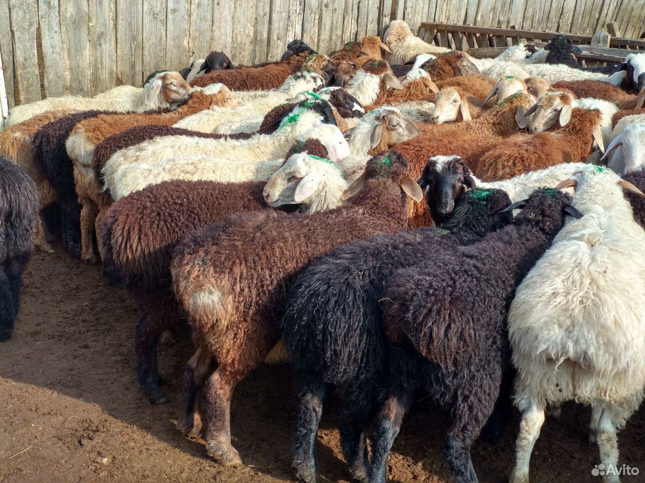 Продаю ягнят